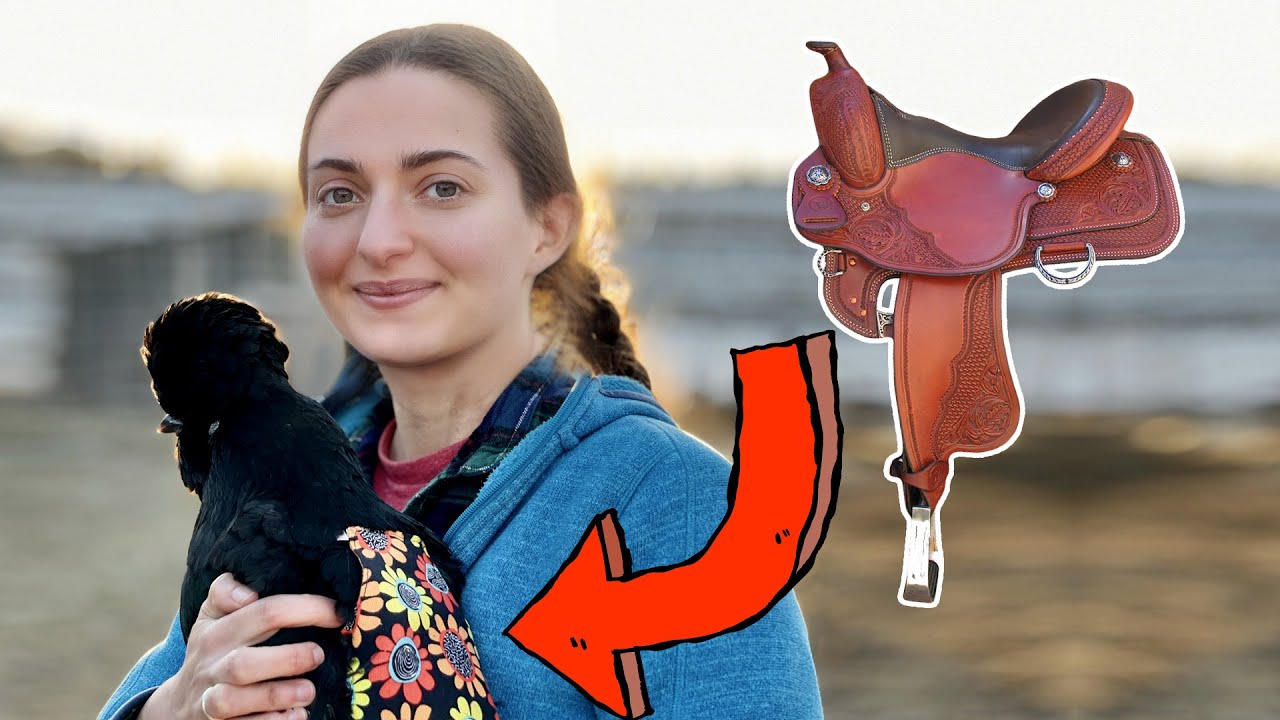 We got saddles for all of our chickens today