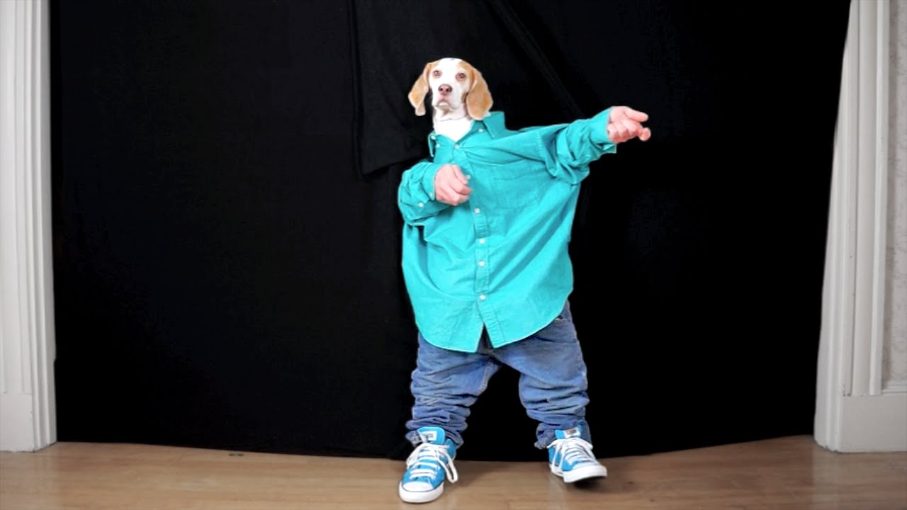 A dog breaks into an unexpectedly enthusiastic dance