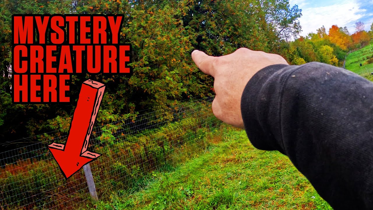 Discovering unexpected animal living in remote Vermont woods