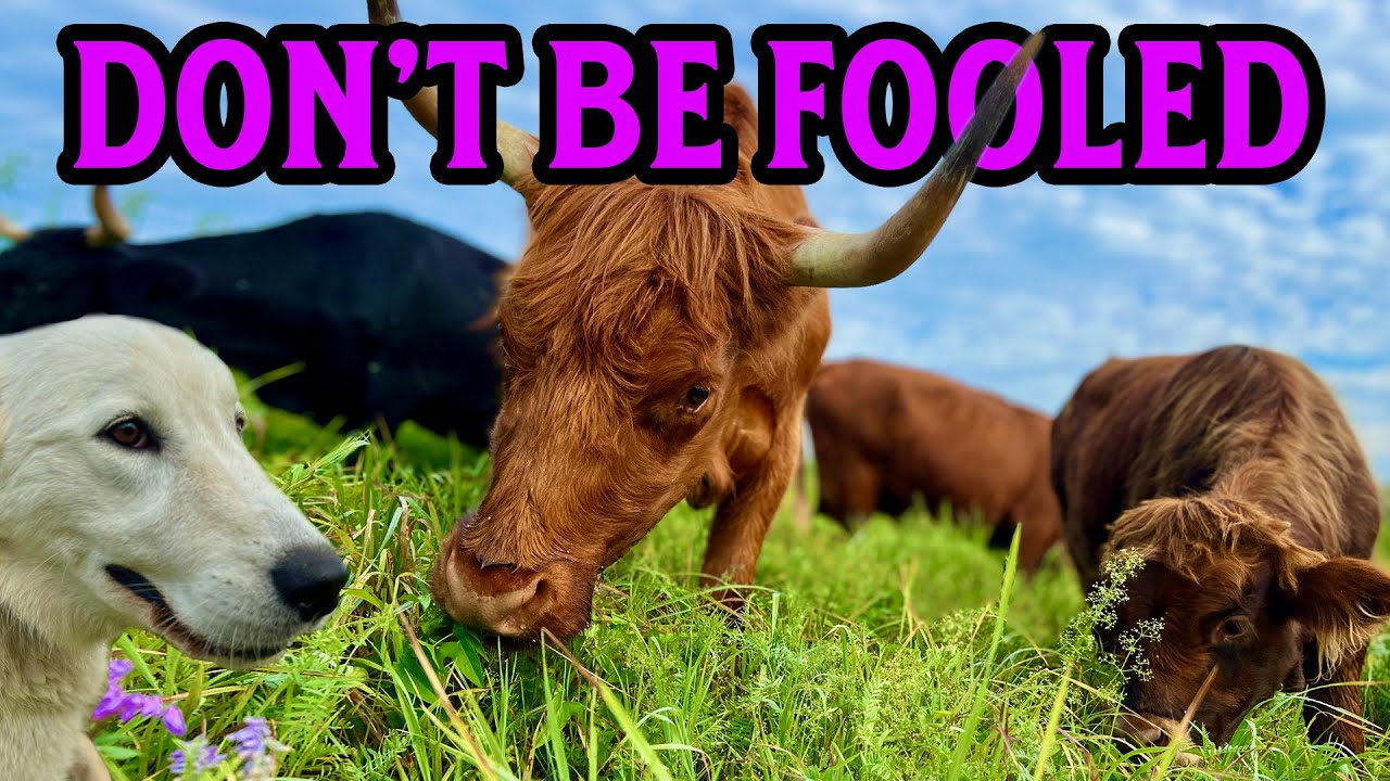 Debunking the myth of the small farm with real examples