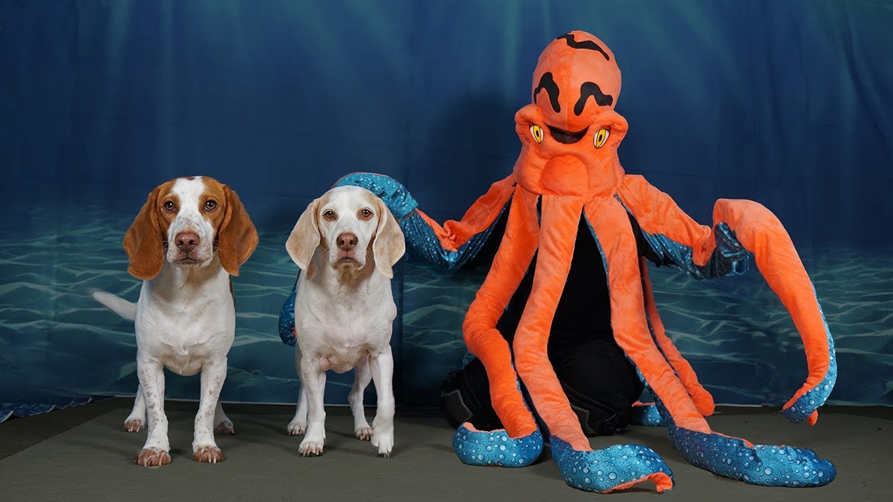 Dogs encounter sharks in underwater prank adventure