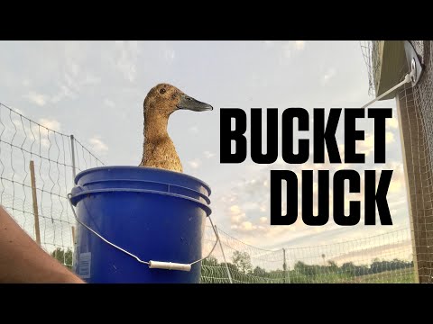 Bucket Duck’s recovery story: how she healed and returned