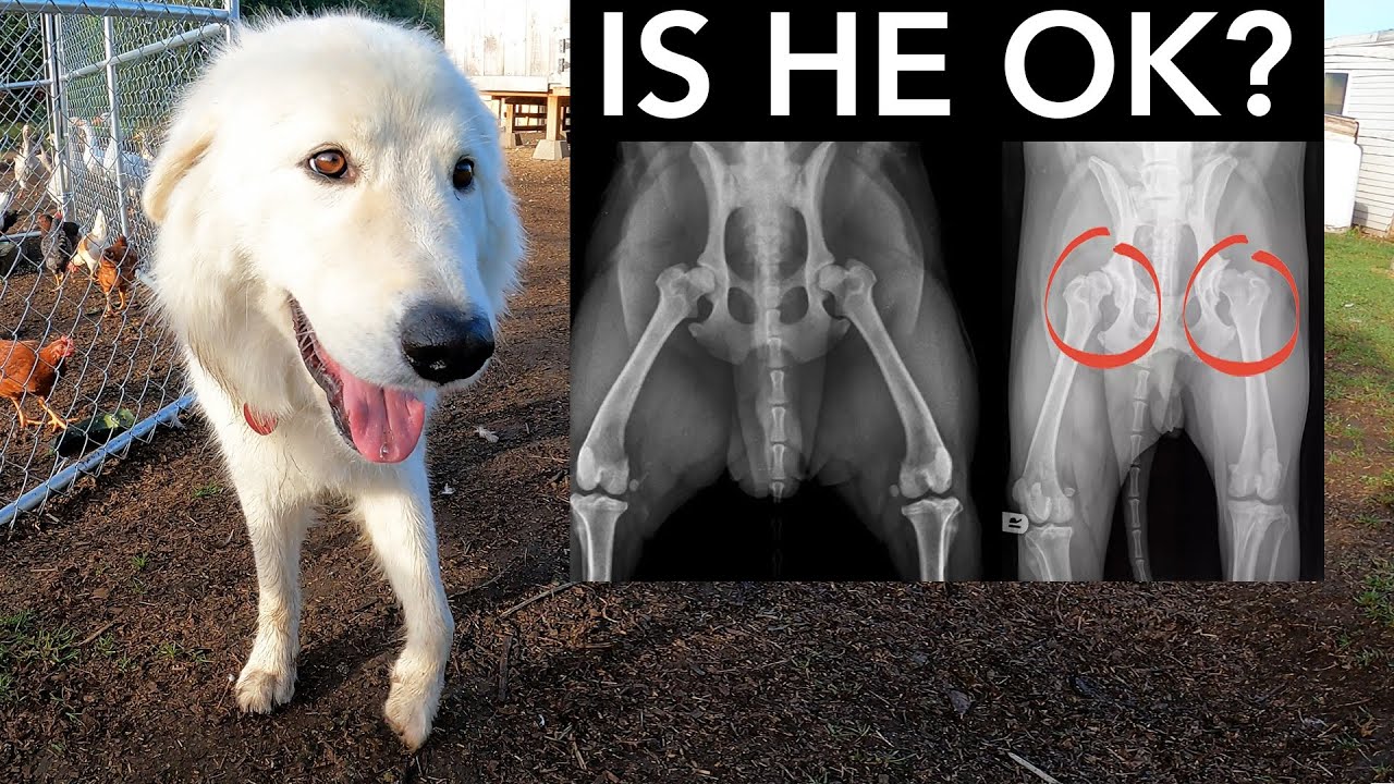 Can Toby dog become a father? The vet explains