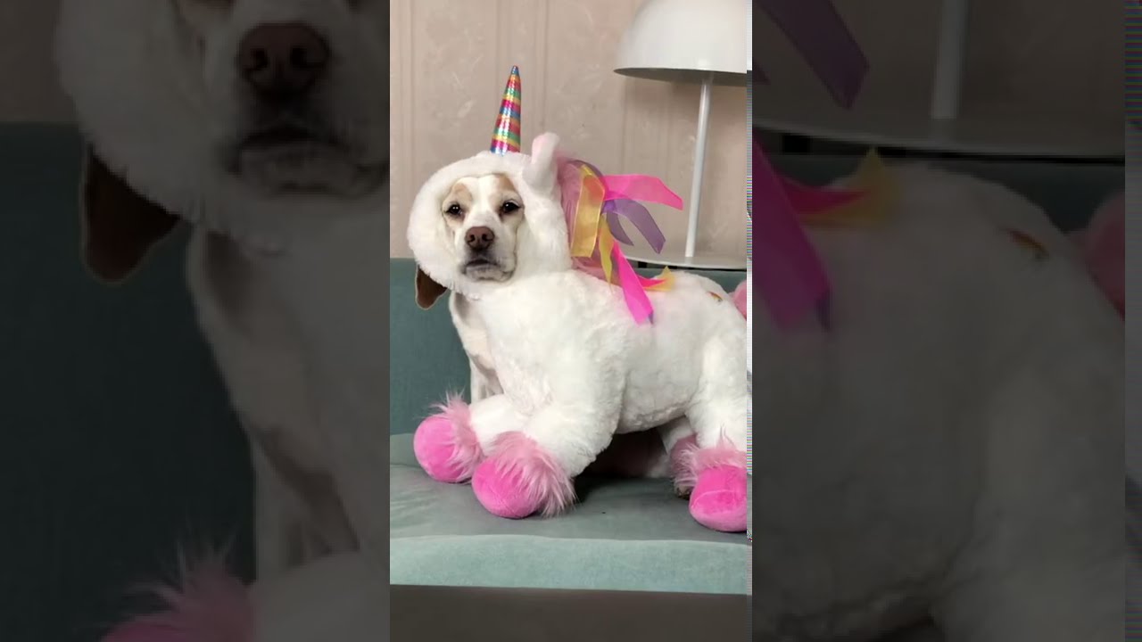 Unicorn Dreams Spark a Dog’s Wildest Imagination