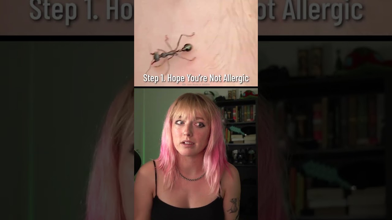 How to protect yourself during a bull ant attack