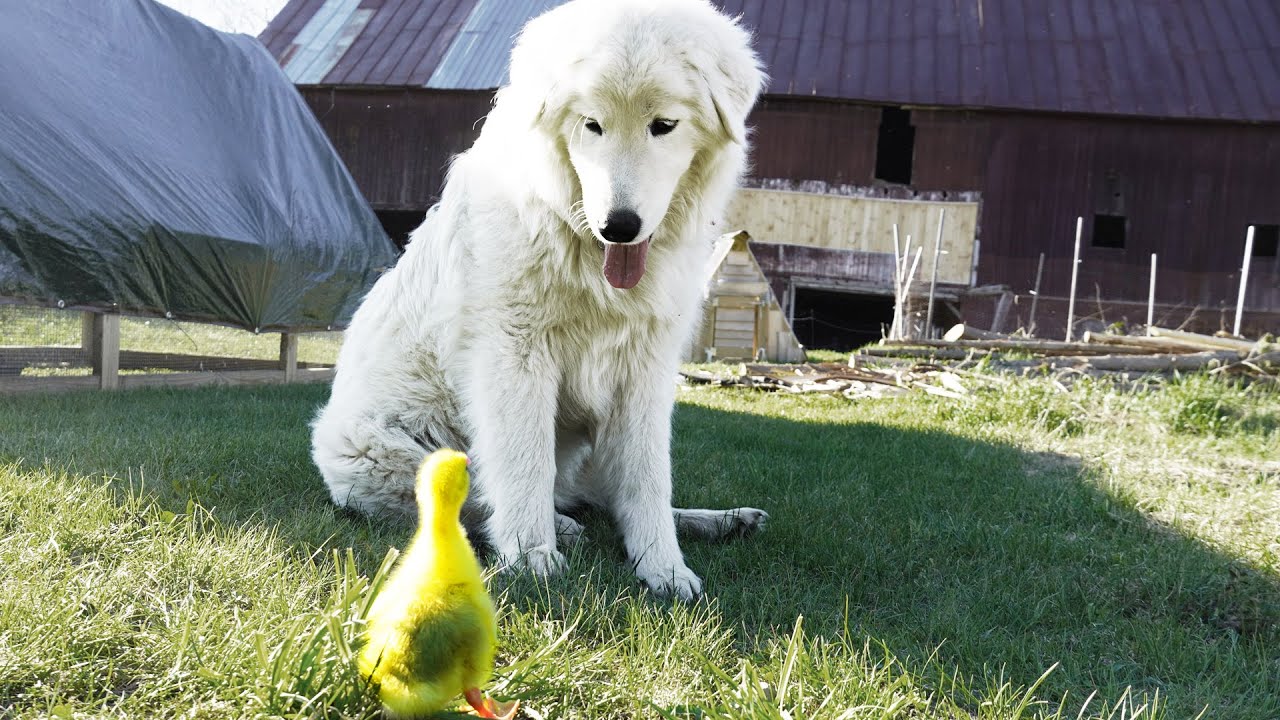 The story of the littlest gosling on our farm