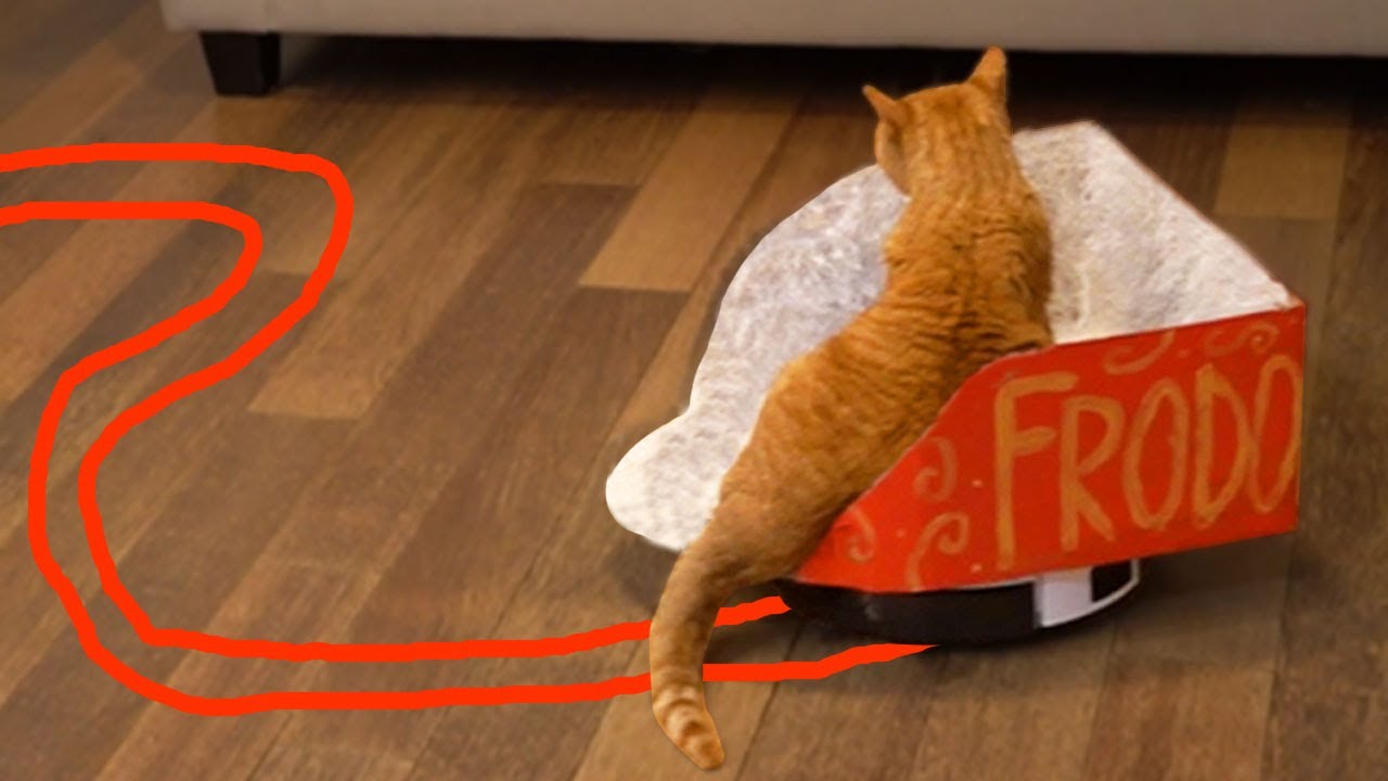 How Building a Roomba Chariot Changes a Pet’s Perspective
