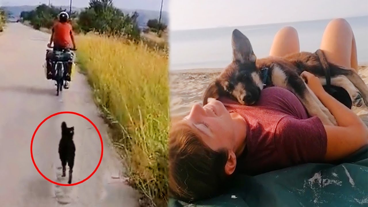 Stray puppy's journey turns into a story of hope