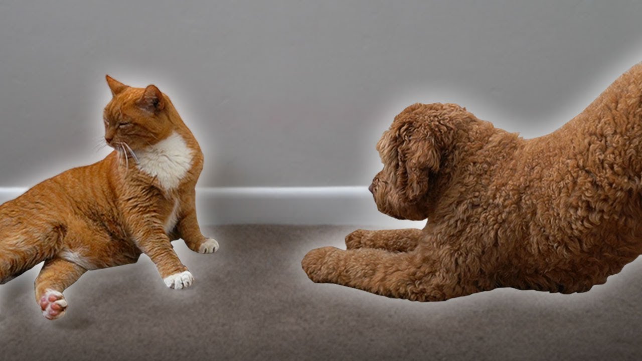 I taught my dog to bow politely for my cat