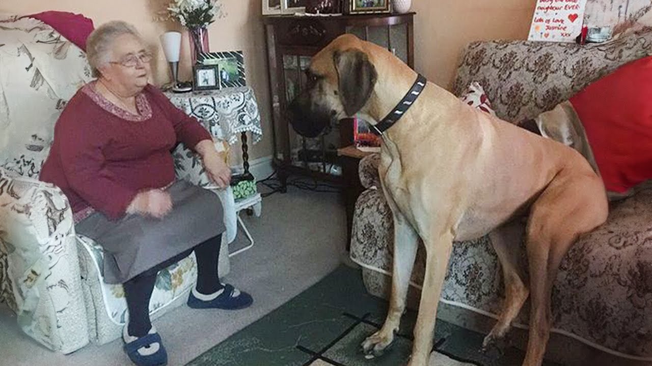 These 6 Dogs Prove Every Senior Needs a Pup