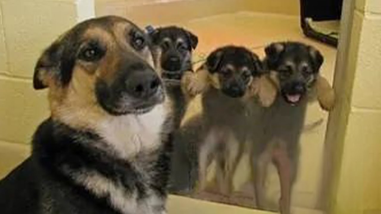 German shepherds can be funny too