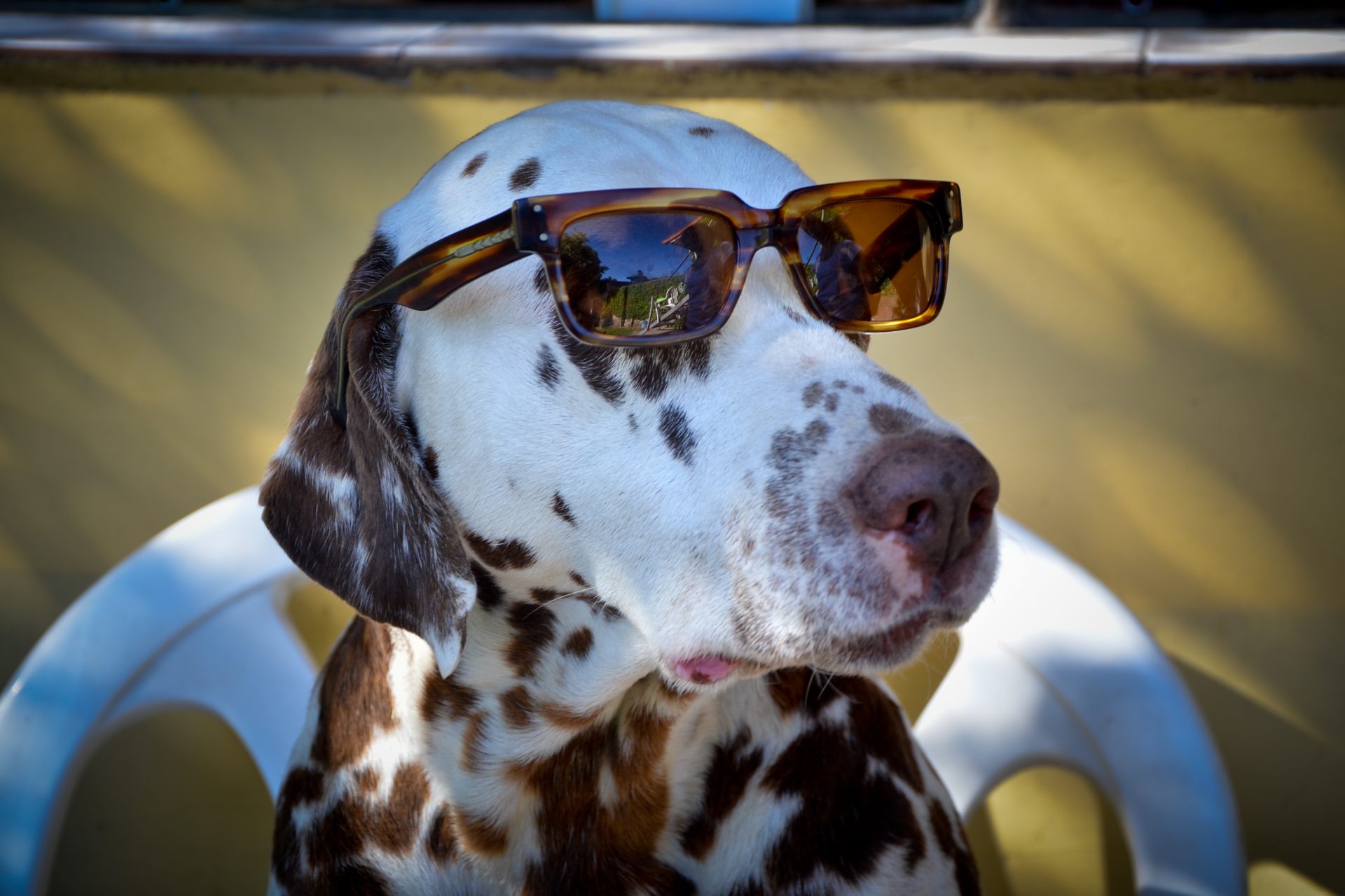 Le razze di cani più diffuse e quelle che, incredibilmente, sono a ...