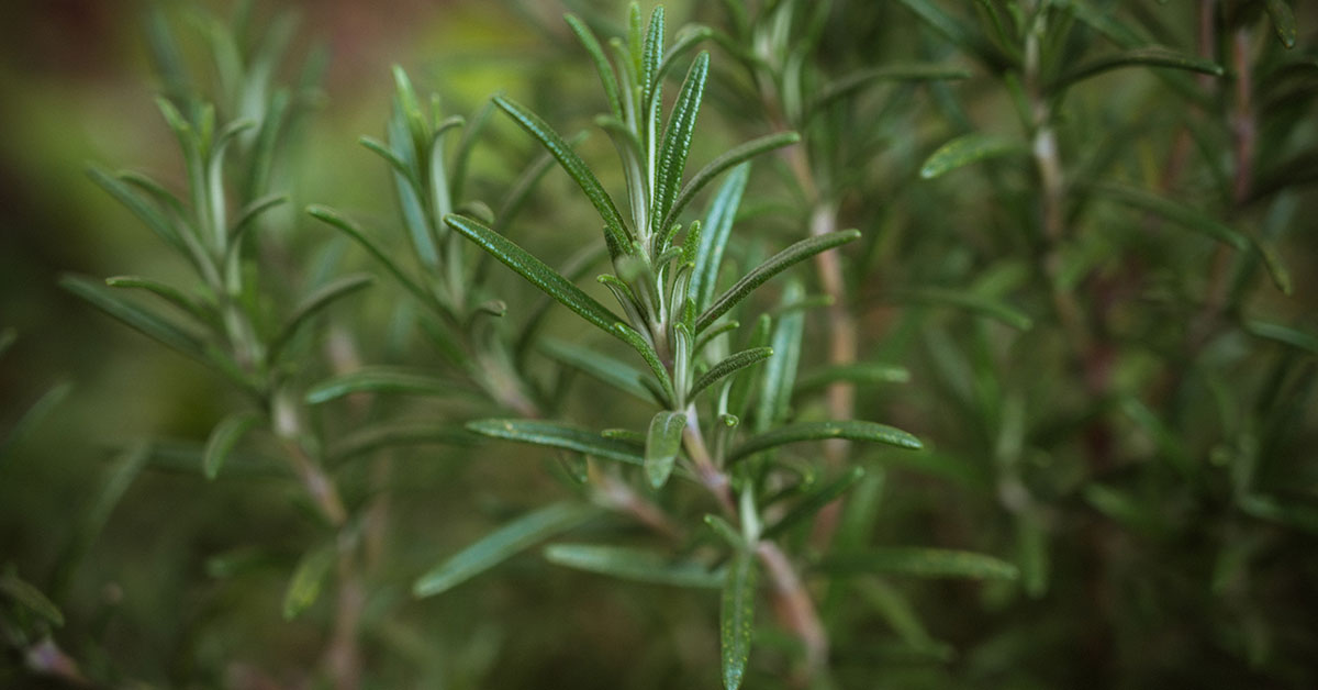 13 Hardy Perennials That Are The Perfect Choice for Hedges