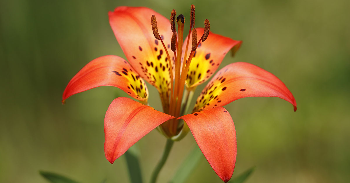 11 Gardening Mistakes To Avoid While Growing Lilies