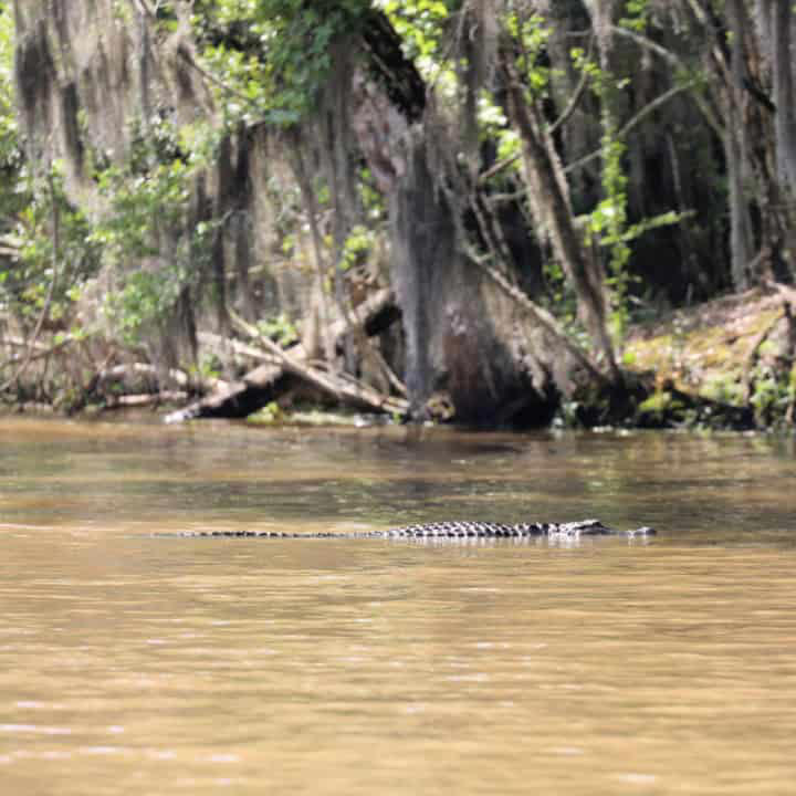 Cajun Man's Swamp Tours - Houma