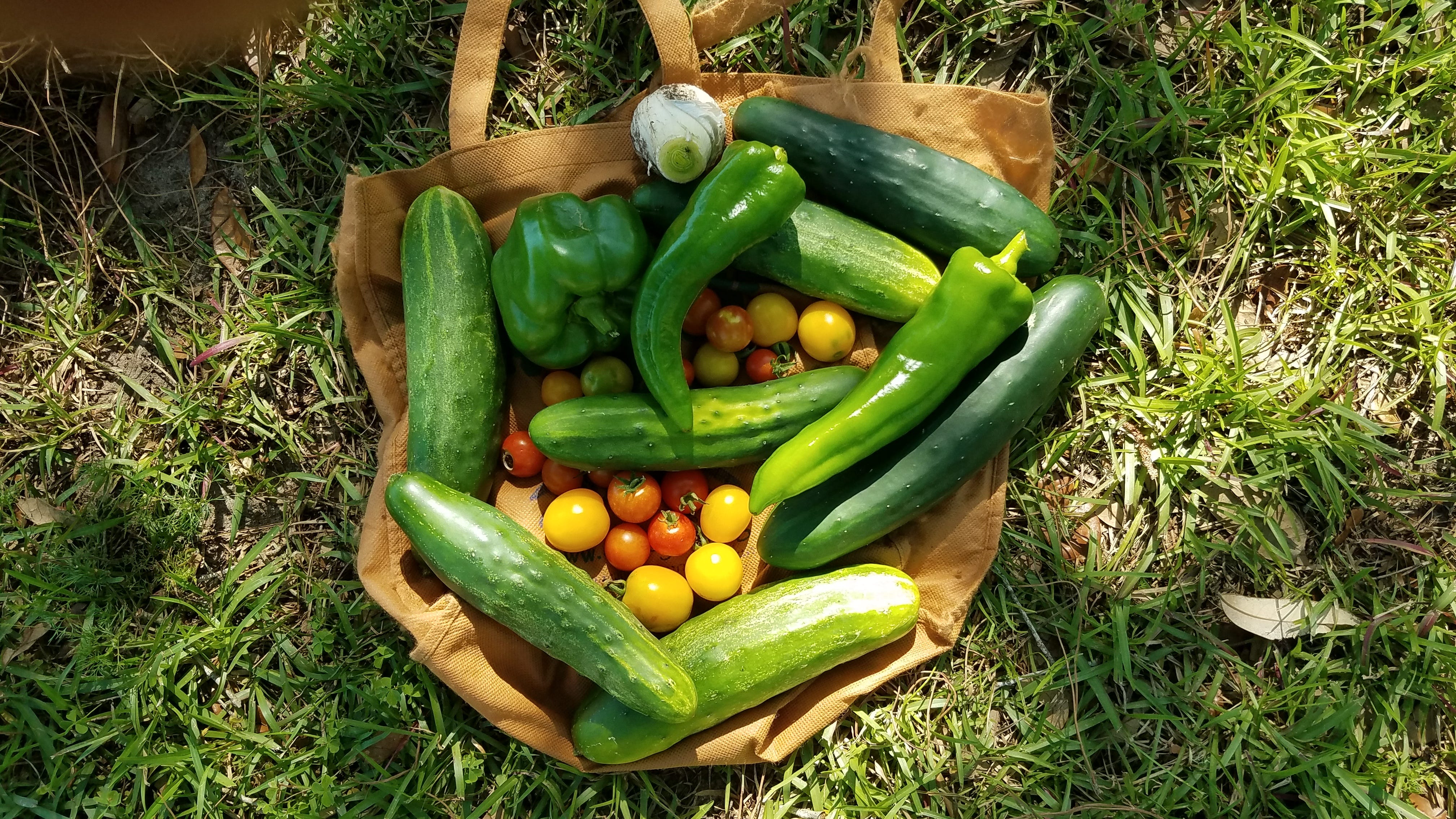 What to know about a plant-forward diet and its potential benefits ...