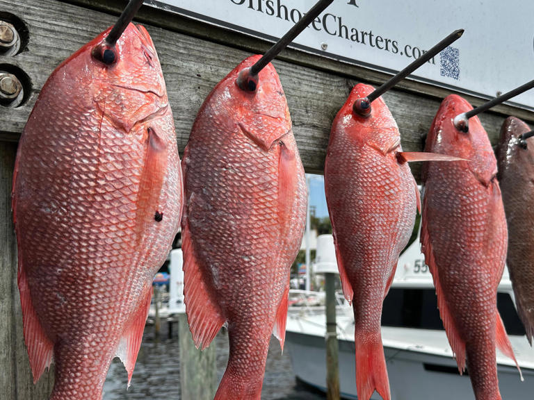 Red snapper reopens for federal for-hire permitted boats. Is this good ...
