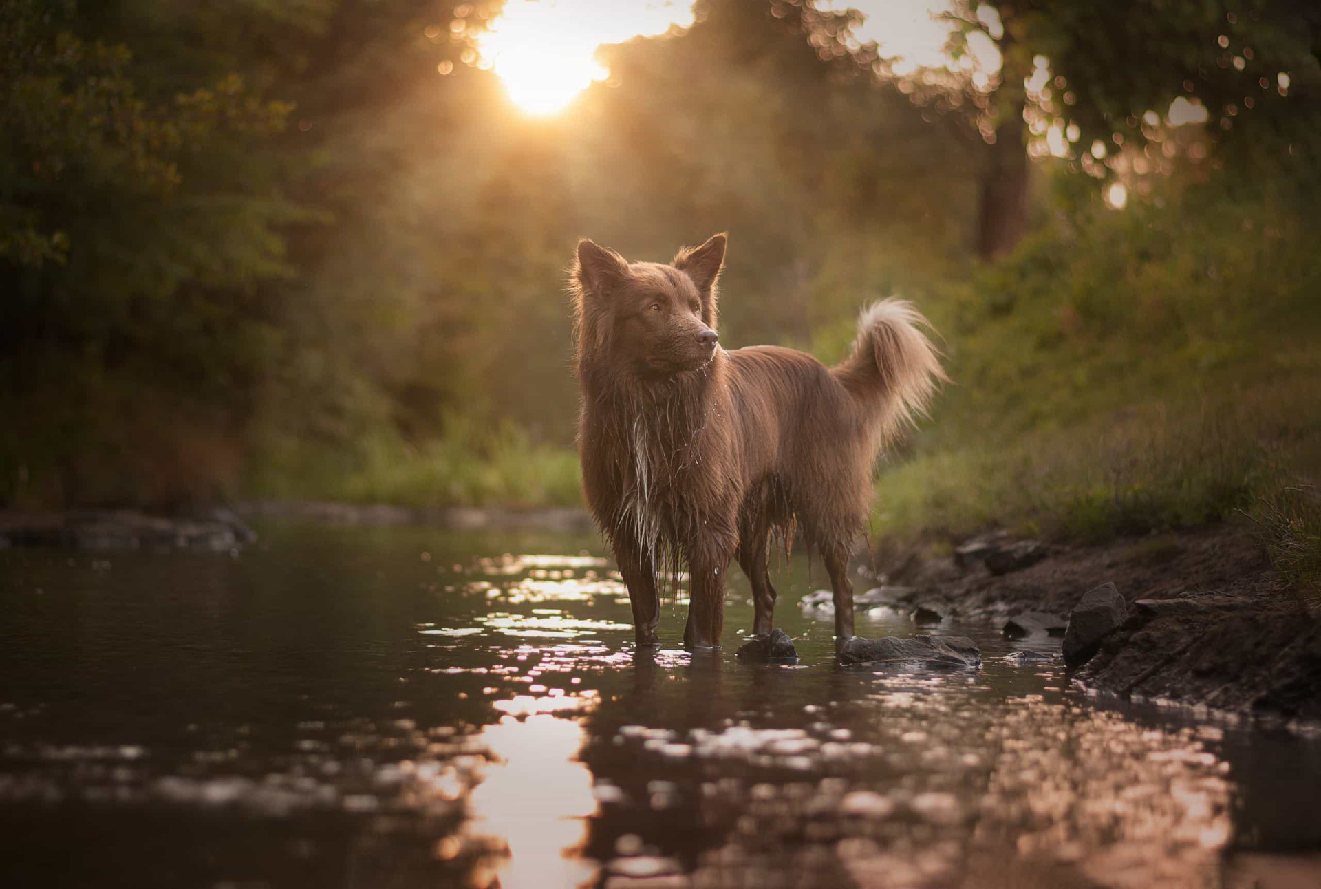 Sounds that freak dogs out