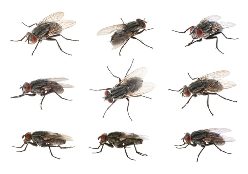 Rid Your Home of Pesky Flies – Fast