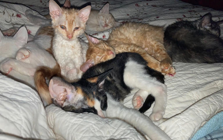 9 Adorable Cat Breeds with Curly Hair