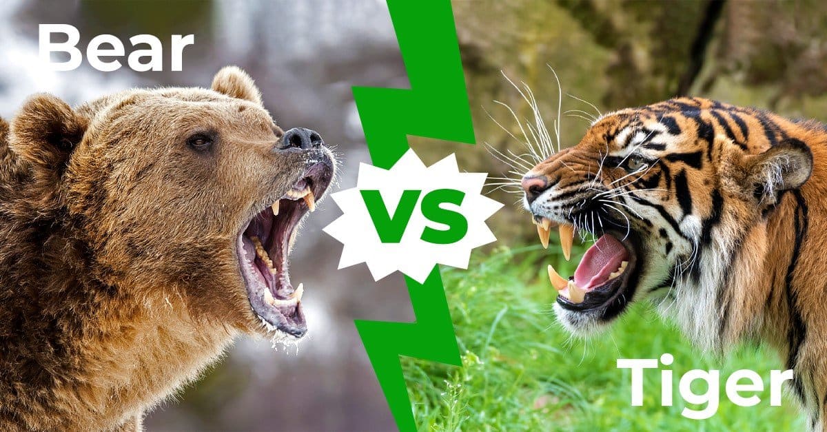 Epic Battle: Tiger Vs. Bear