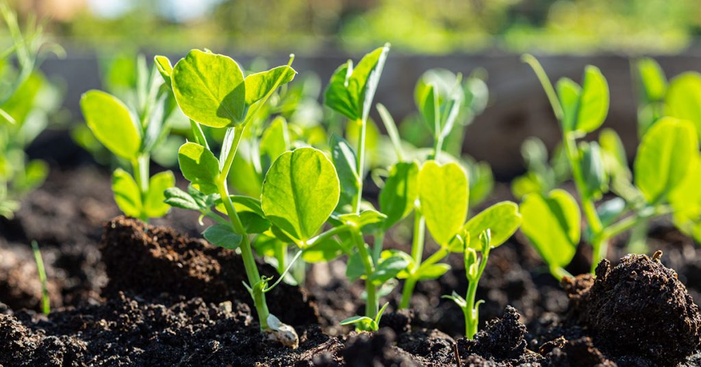 11 Gardening Mistakes You Should Avoid While Growing Kale