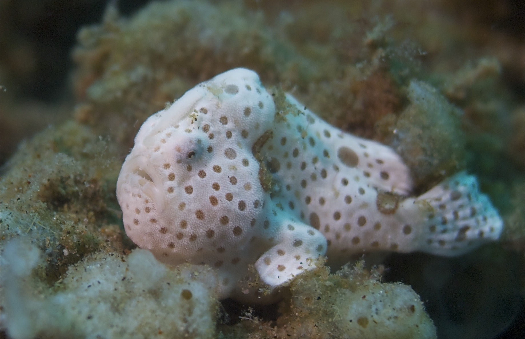 20 animals that have mastered the art of camouflage