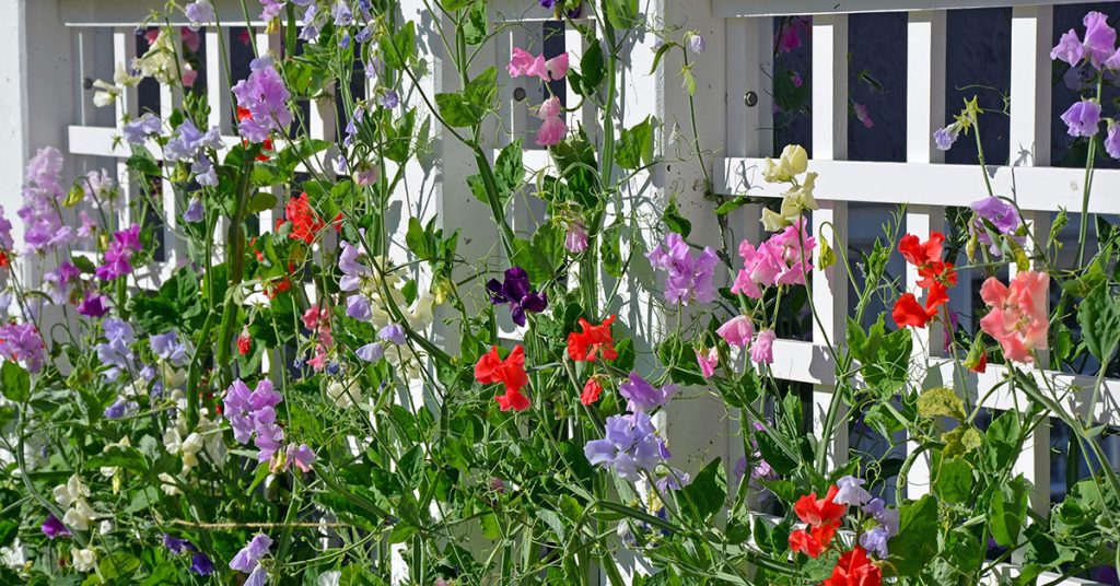 10 Signs Your Vining Plants Need Some Love