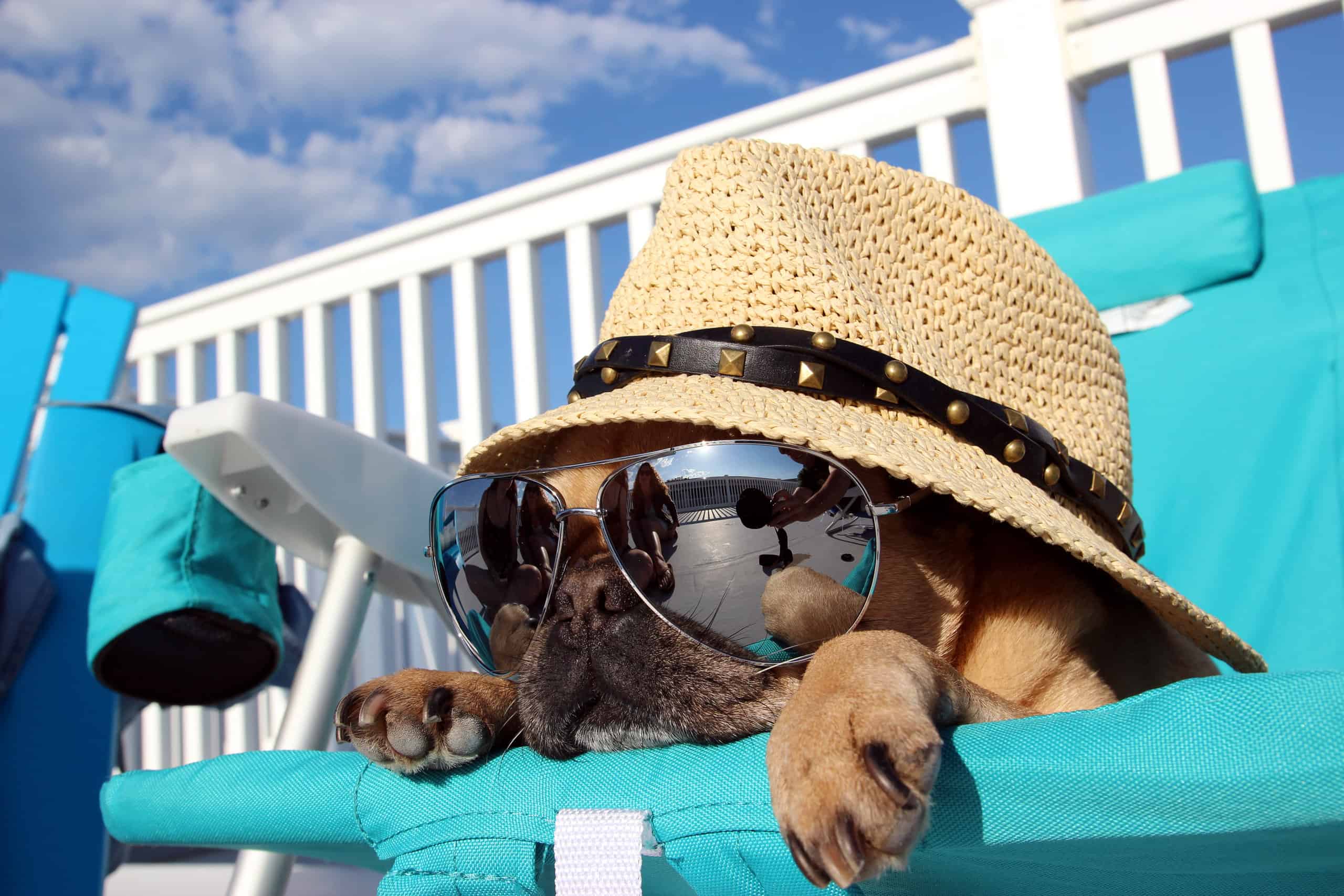23 Popular Sayings About Dogs and What They Mean