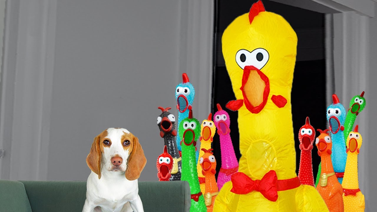 Puppy beagle battles giant rubber chickens invasion