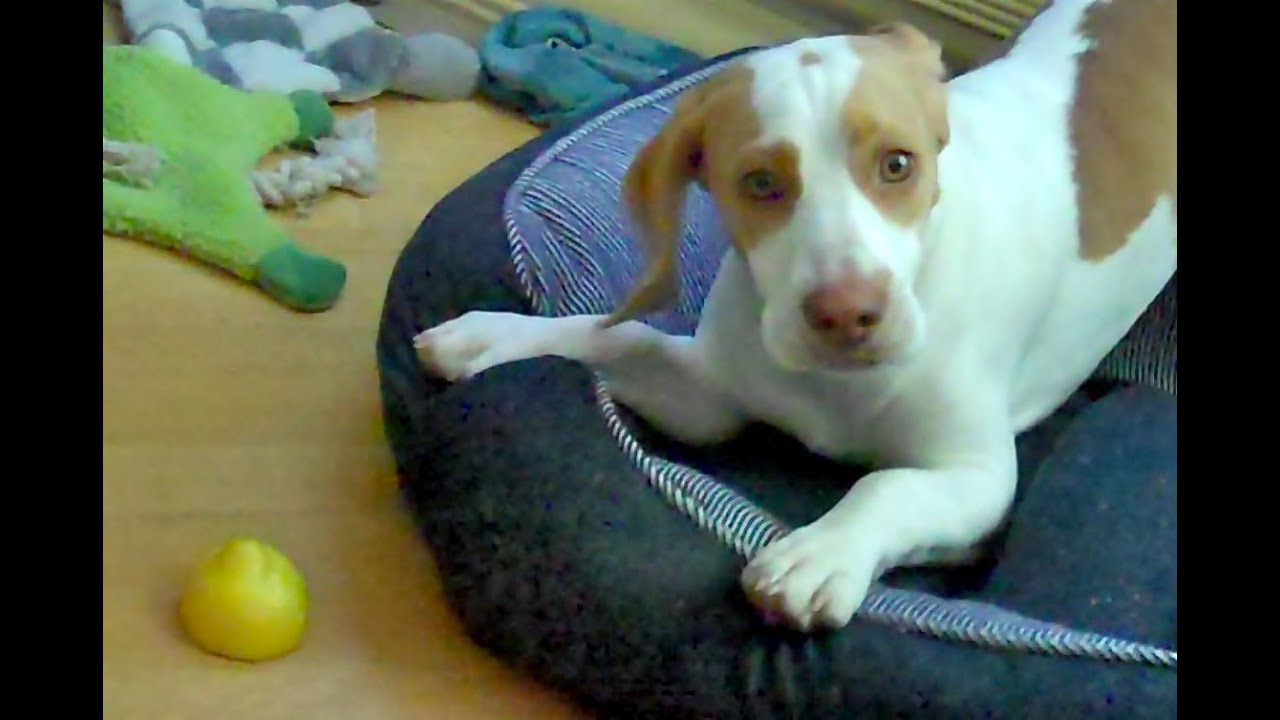 Lemon Beagle Puppy Reacts to Sour Lemon Slice