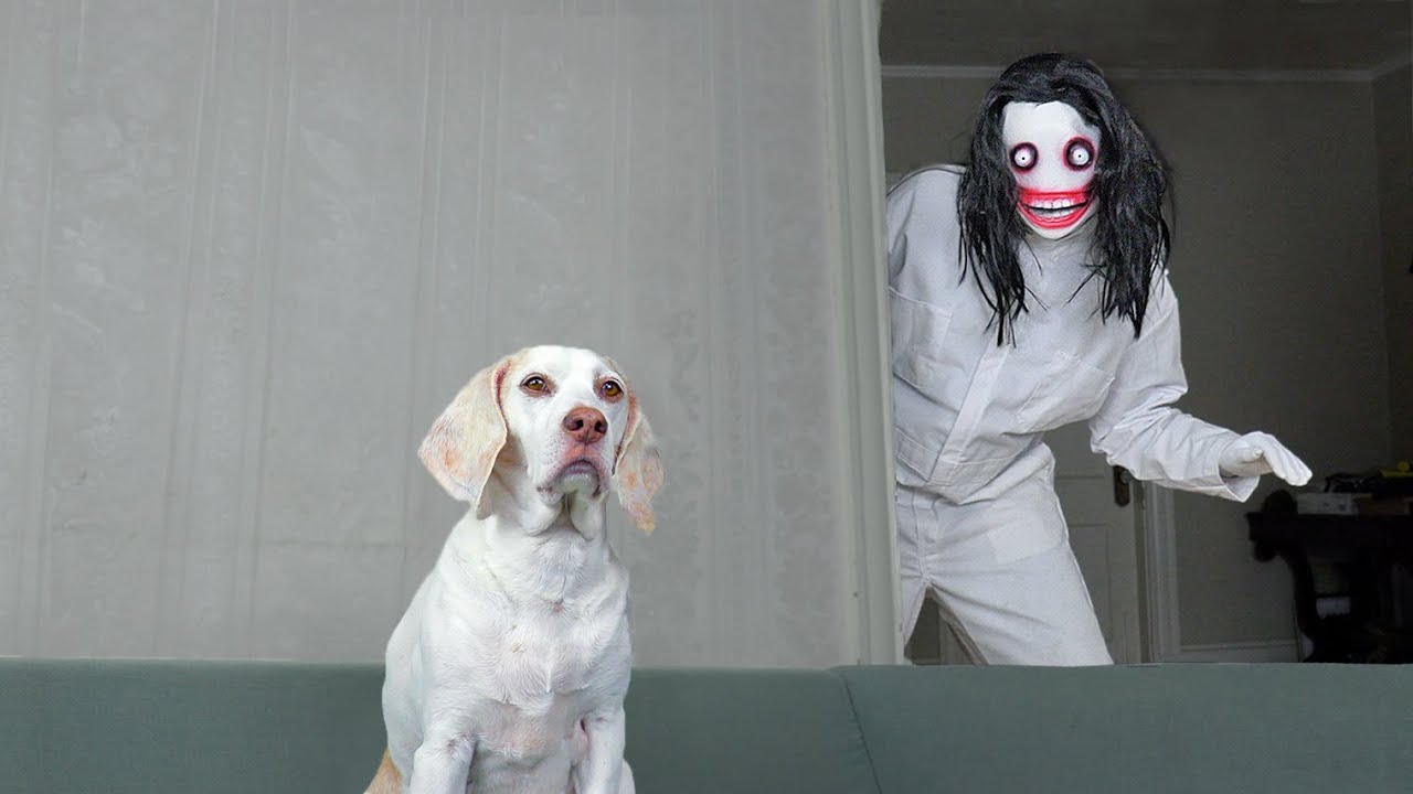 Dog befriends Jeff the Killer in cute creepypasta prank
