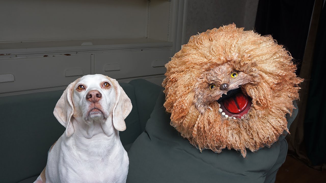 Dog Adopts Wild New Friend—Rescue Story with Bruce the Crazy Dog