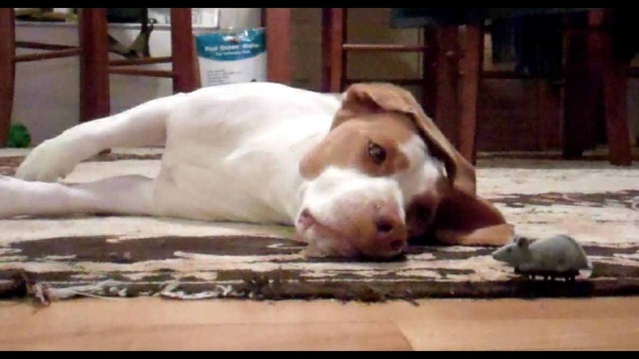 Tiny Toy Mouse Becomes a Dog’s Favorite Plaything