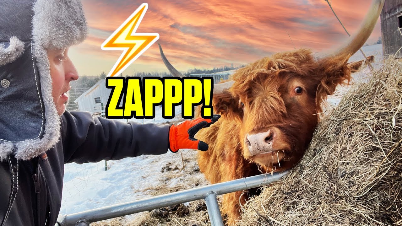 Shocking cattle while temperatures drop in winter storm