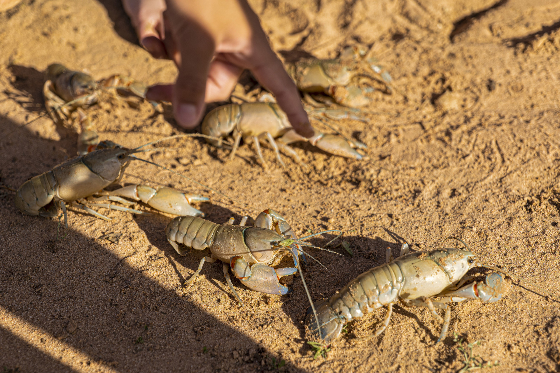 Australia's fascinating culture and traditions