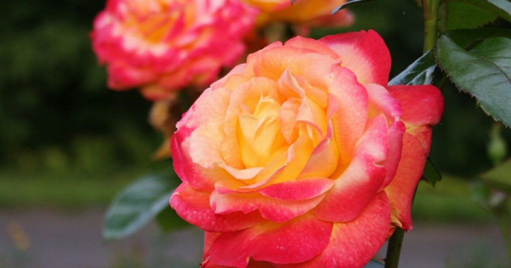 12 Reasons Why Pruning Your Rose Bushes Can Lead To Bigger Blooms