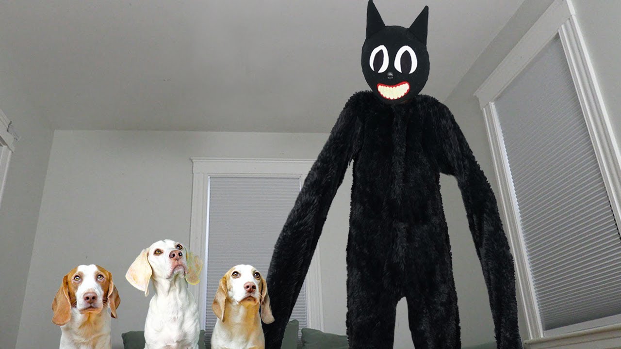 Dogs Team Up to Face Off With Cartoon Cat