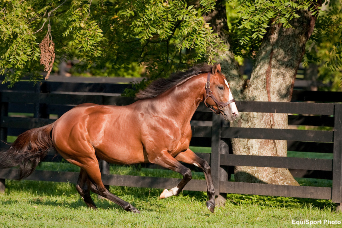 Spendthrift Farm Announces 2026 Stallions And Fees, Led by Six-Time ...