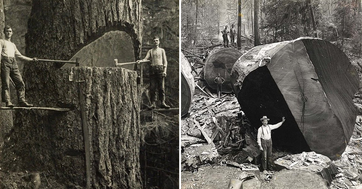 21 Earthy Photos That Show What Life Was Like for Loggers