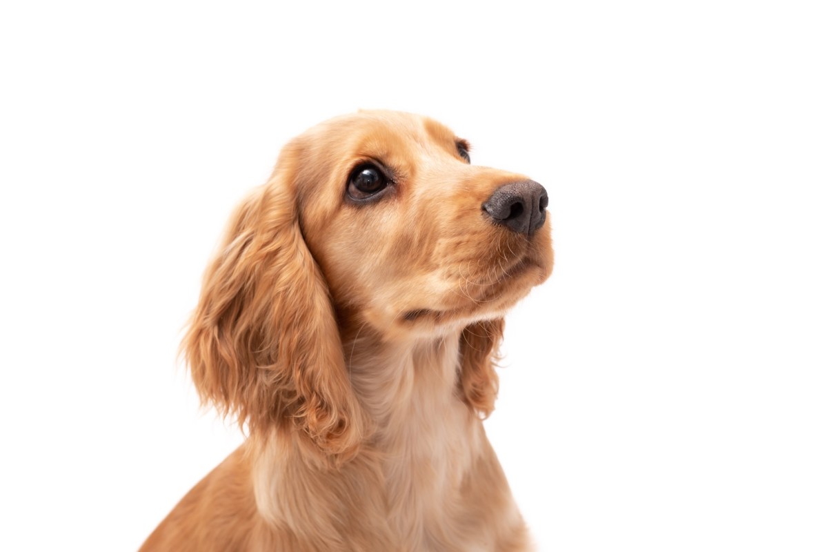 Cocker Spaniel Puppy 'Runs a Tight Lunch Schedule' Like He's the Boss ...