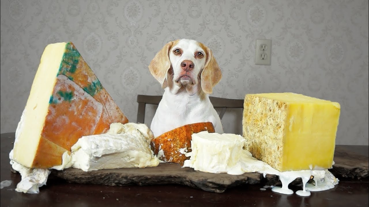 Dog assembles a cheese platter for friends