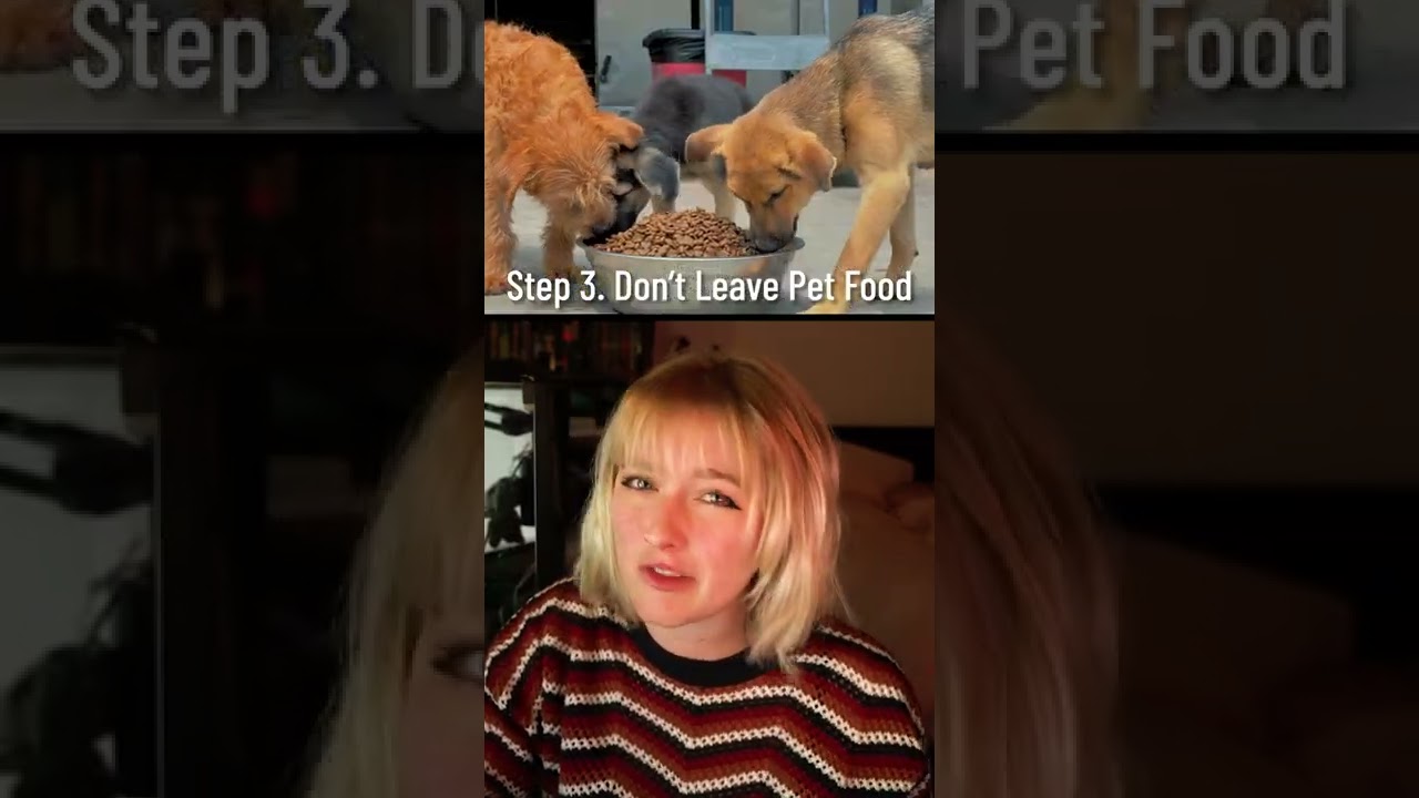 Key tips to survive a coyote attack in the wild