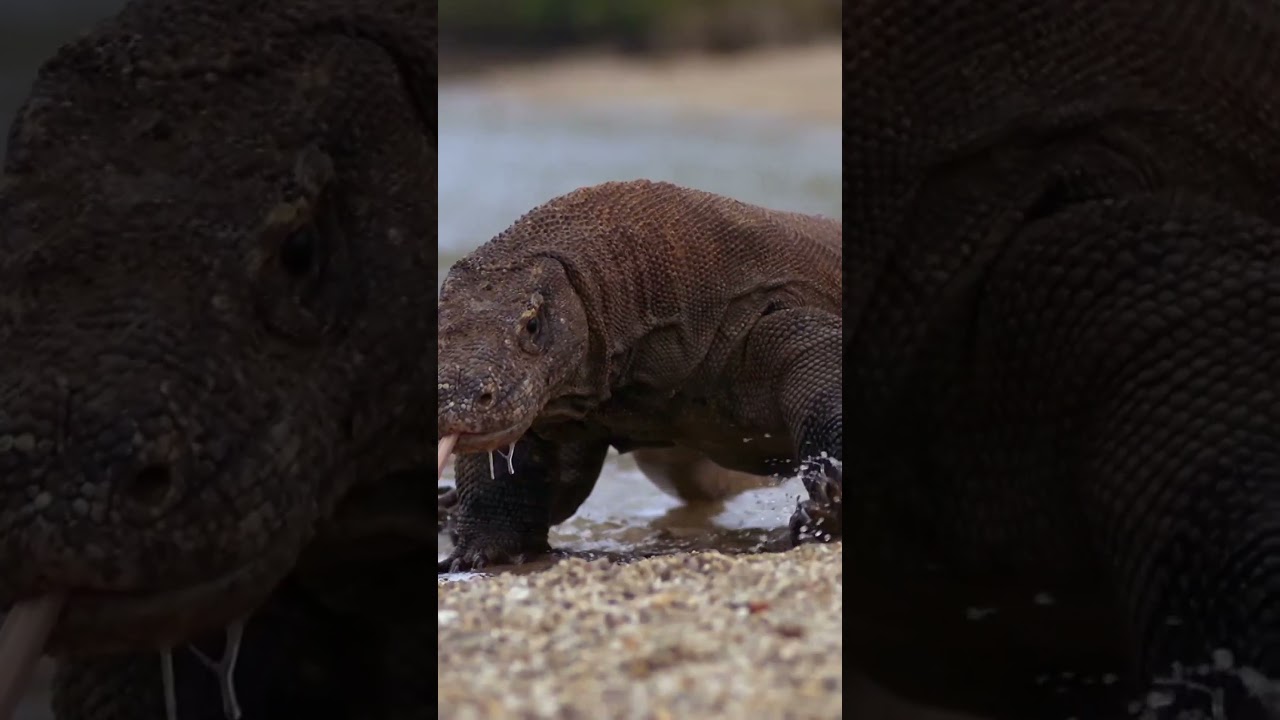 How Dangerous Is a Komodo Dragon Bite?