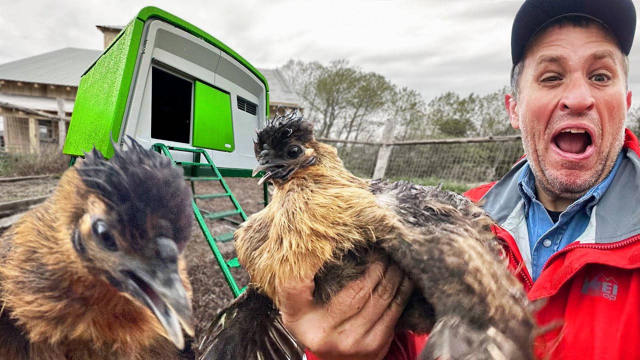 Building a Strange Yet Perfect Home for Weird Chickens