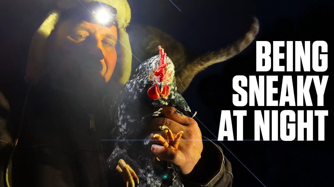 Farmer resorts to smuggling chickens for survival