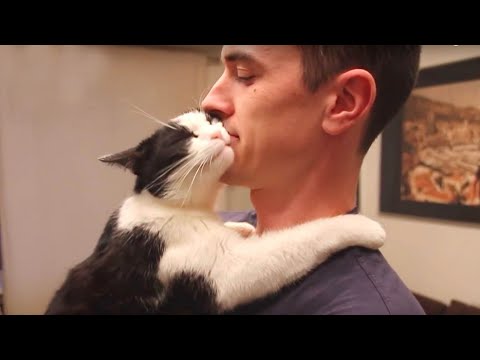 Adorable Cat Shows Endless Love to Its Owner