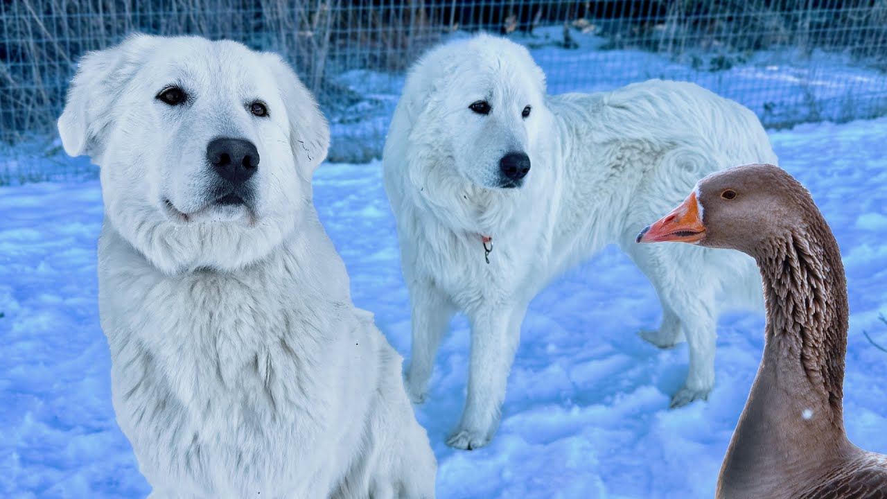 Livestock farmer Morgan Gold reveals the secret unsung heroes of his farm