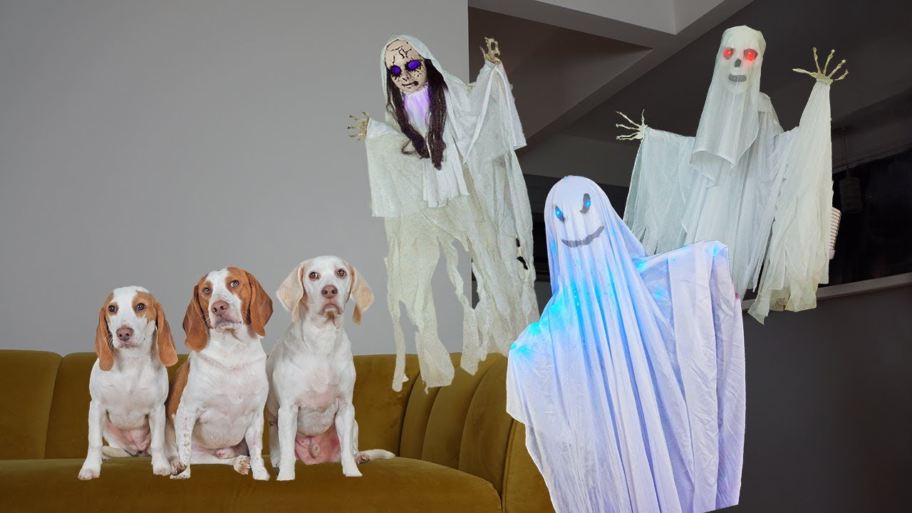 Dogs face ghost invasion with puppy Indie in prank