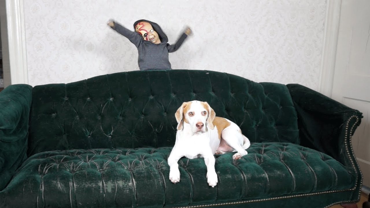 A zombie baby prank startles a dog